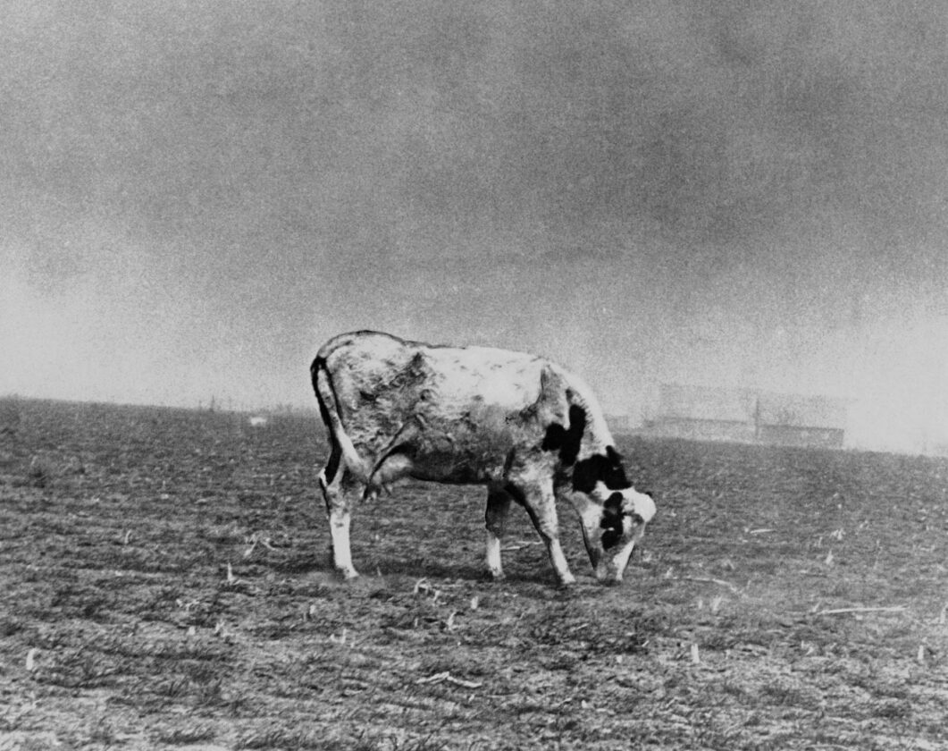 Dust Bowl Cattle FDR And The Dust Bowl – Forward With Roosevelt